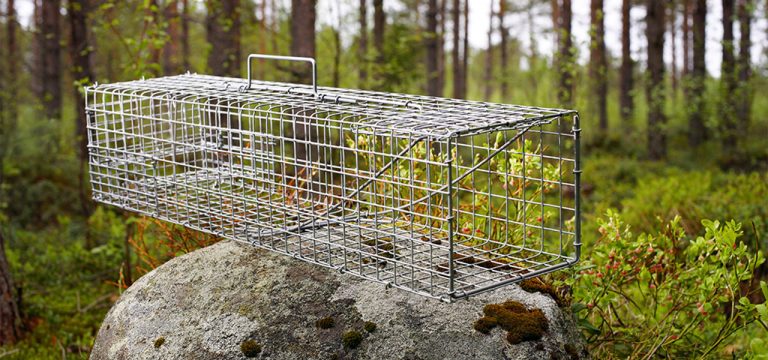 Mink trap – Granlunds